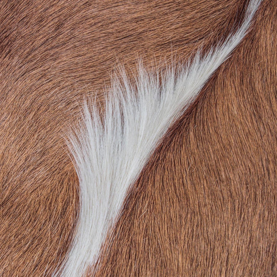 Springbok Hide Premium Digital Paper Printable Scrapbook - Etsy