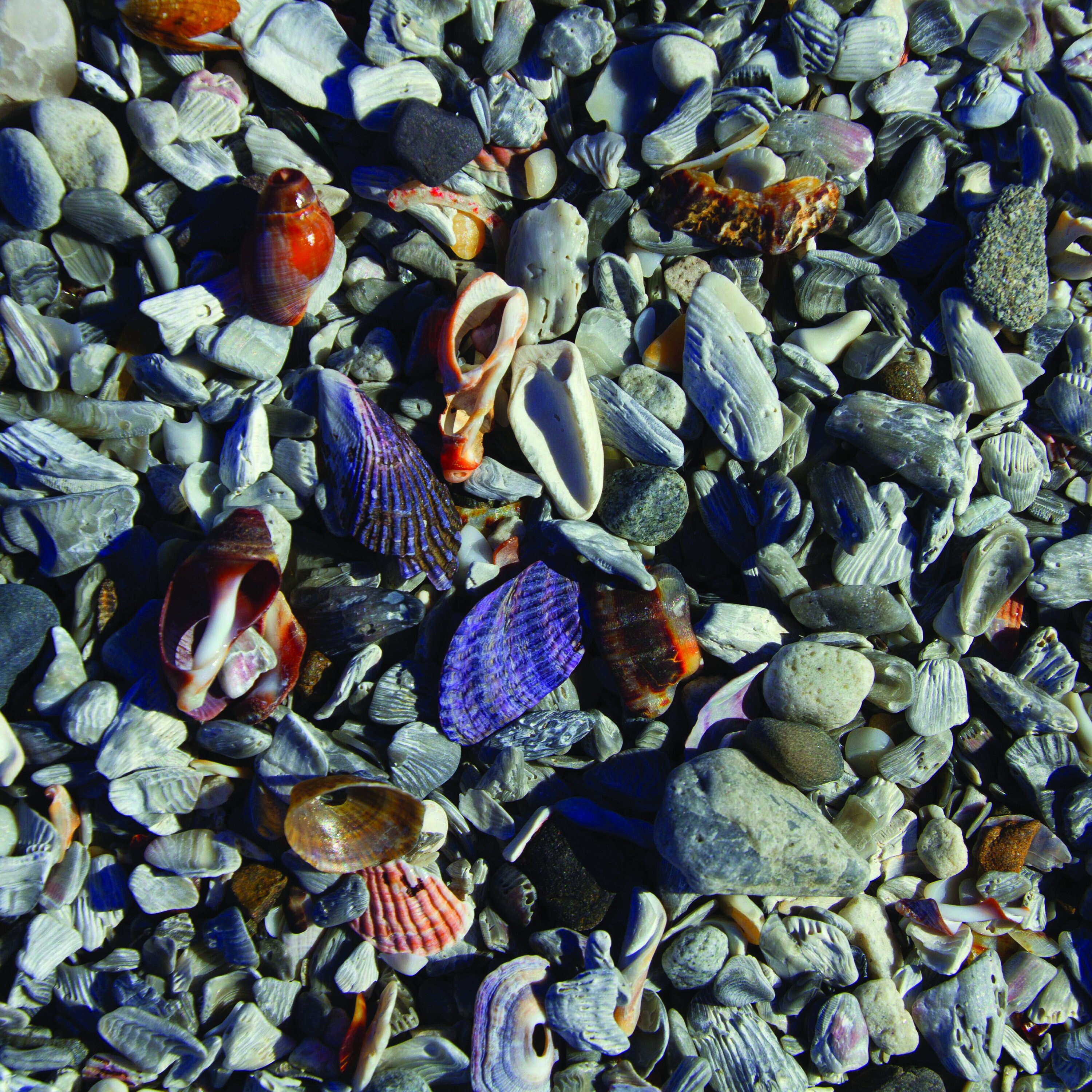 Shelly Beach, Premium Digital Paper, Printable Scrapbook Paper Set ...