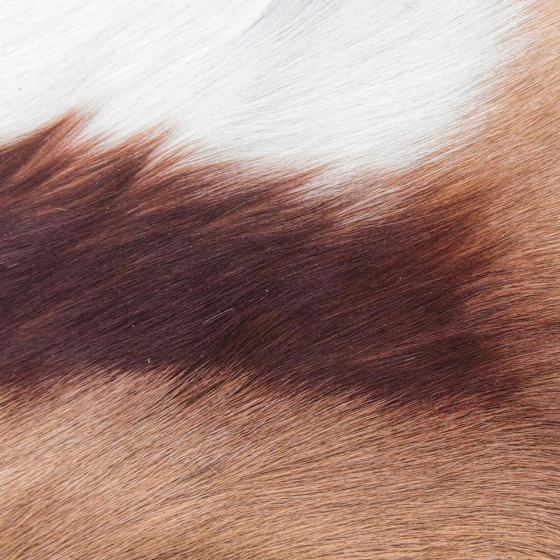 Springbok Hide Premium Digital Paper Printable Scrapbook - Etsy