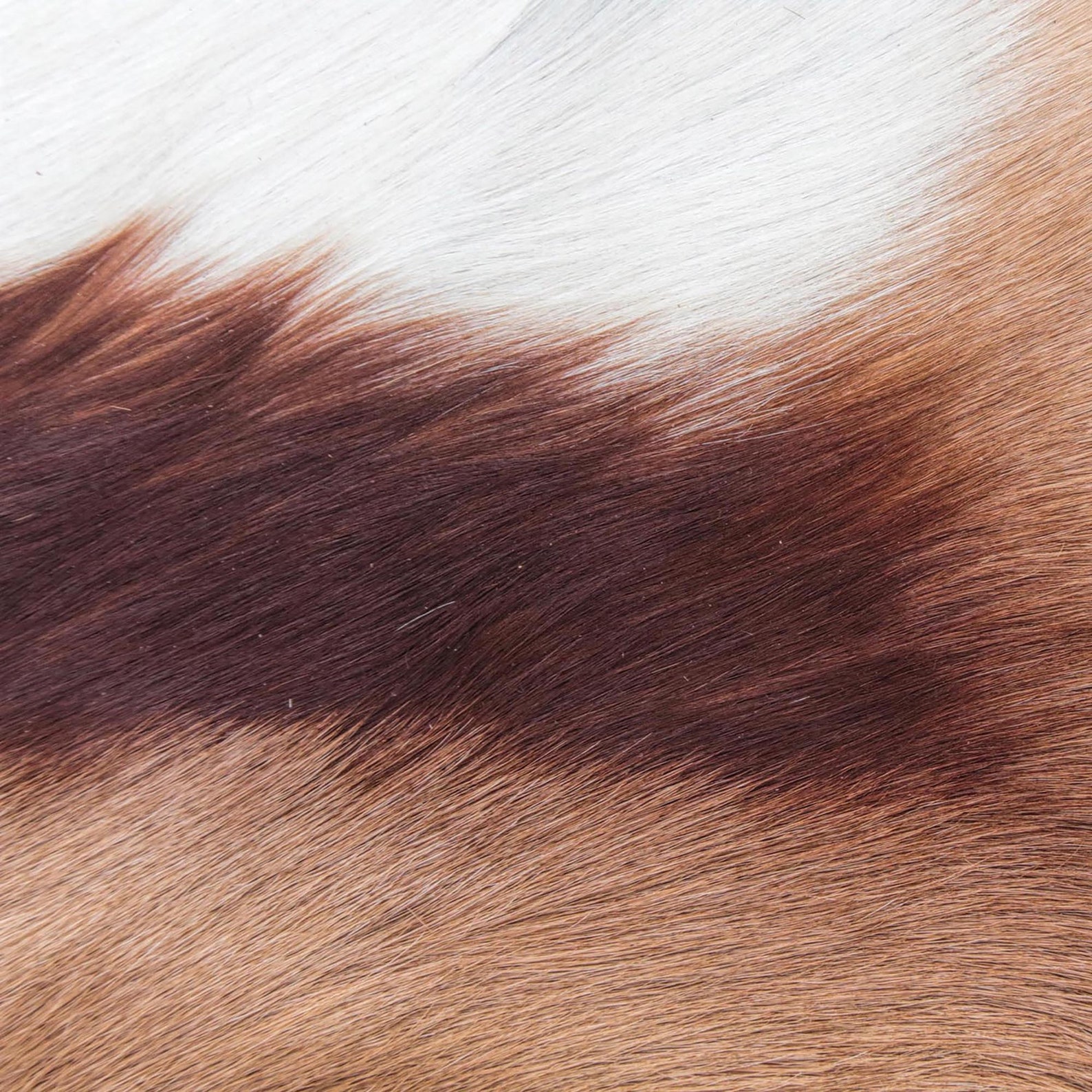 Springbok Hide Premium Digital Paper Printable Scrapbook - Etsy