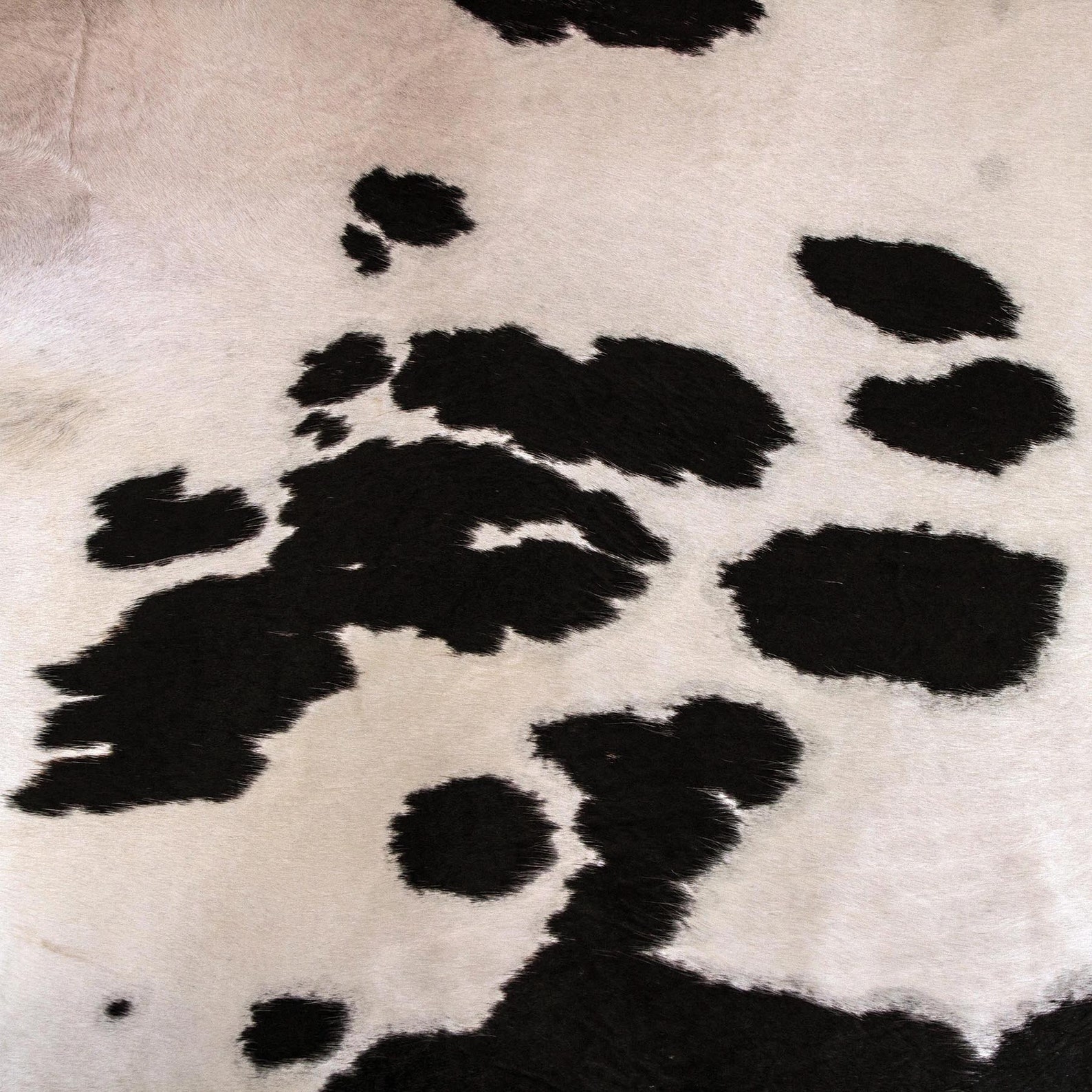 Friesian Cowhide Premium Digital Paper, Printable Scrapbook Paper Set ...