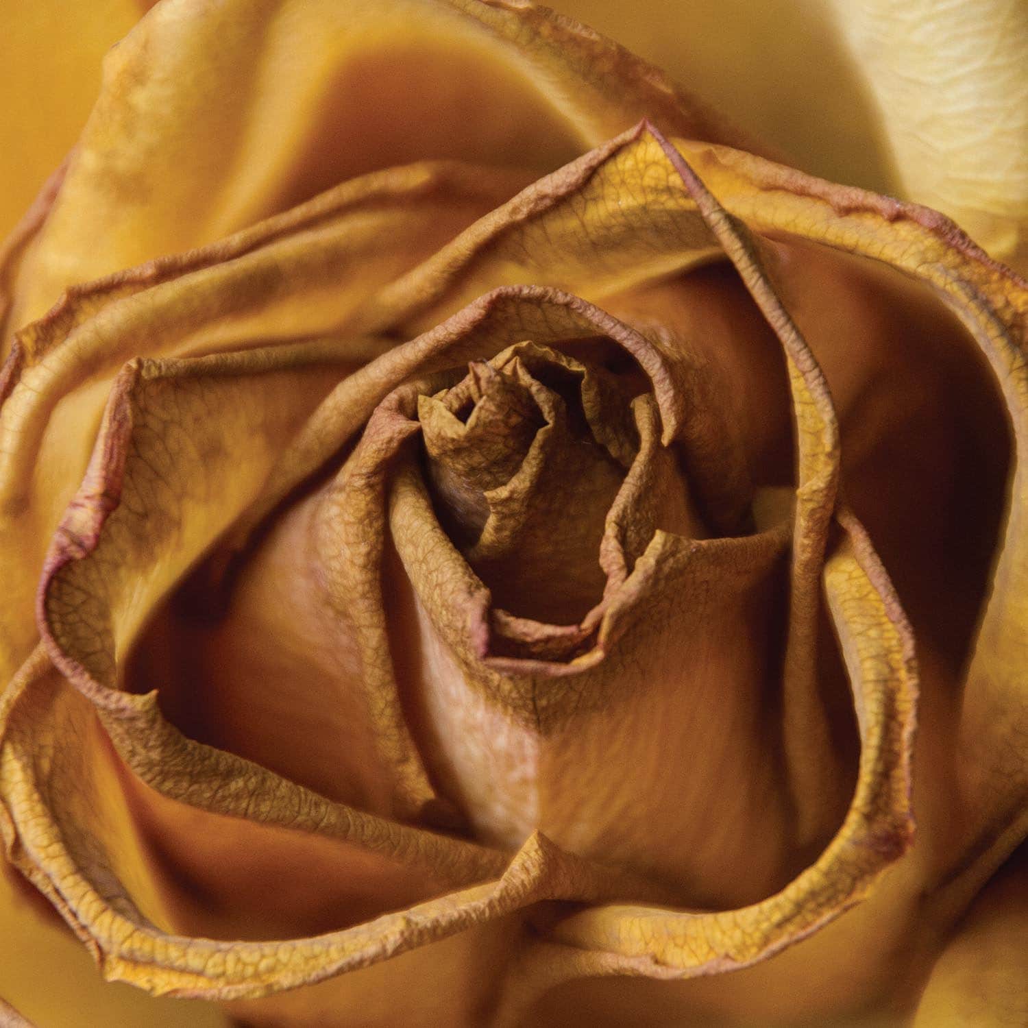 Golden Roses Premium Digital Paper Printable Scrapbook Paper - Etsy