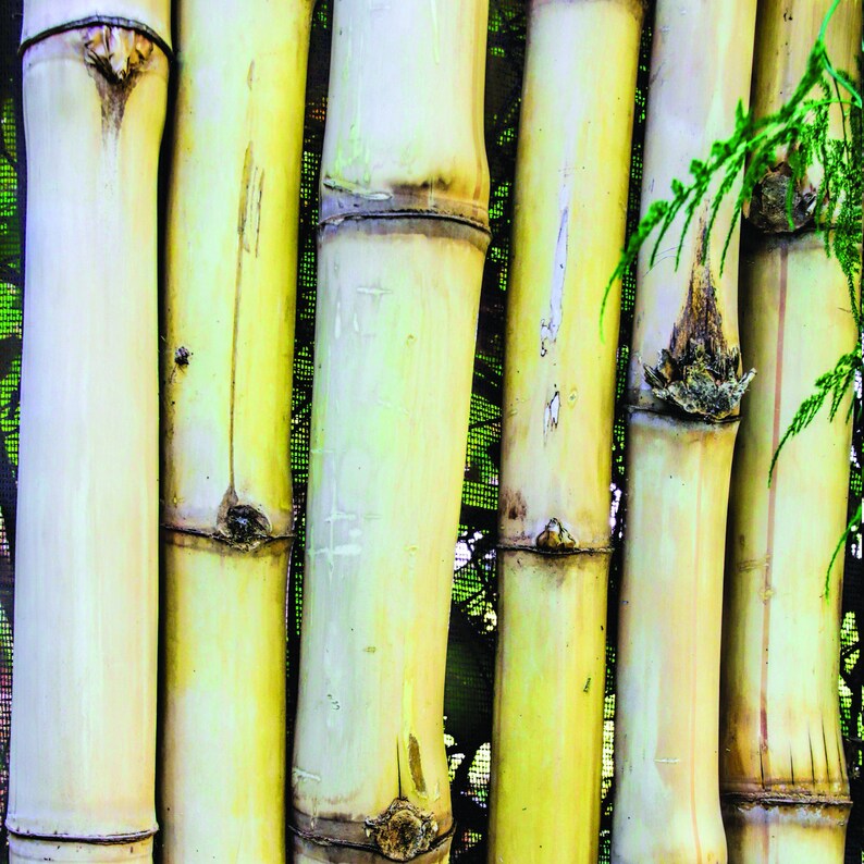Bamboo to paper - kjklreport