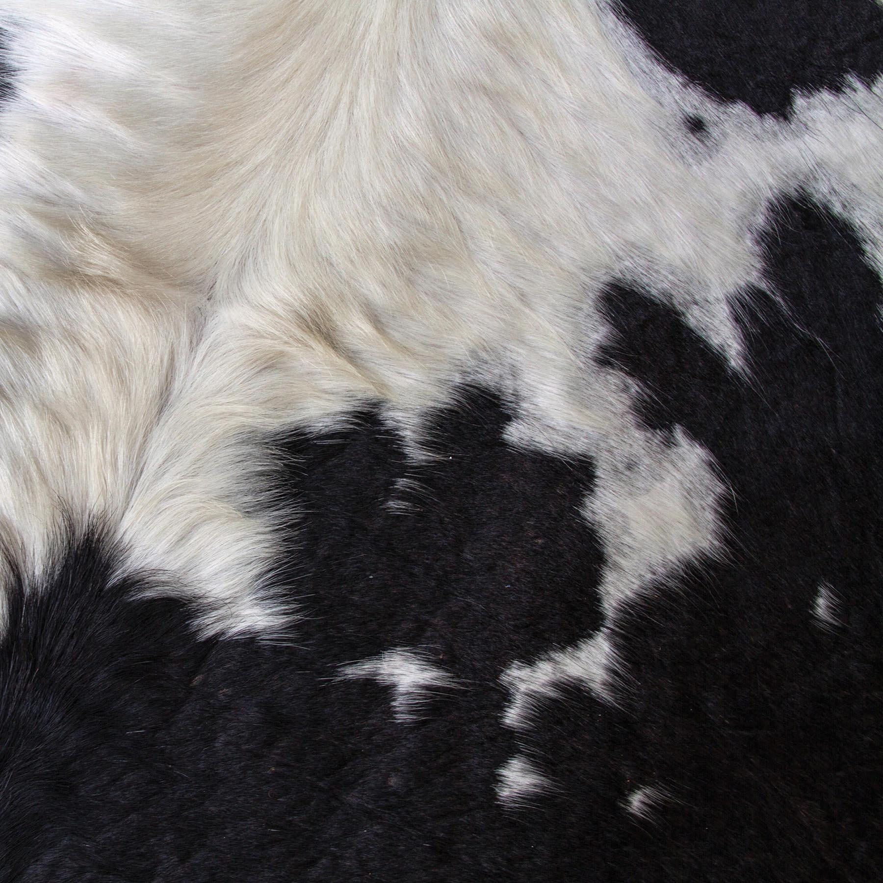 Friesian Cowhide Premium Digital Paper Printable Scrapbook - Etsy