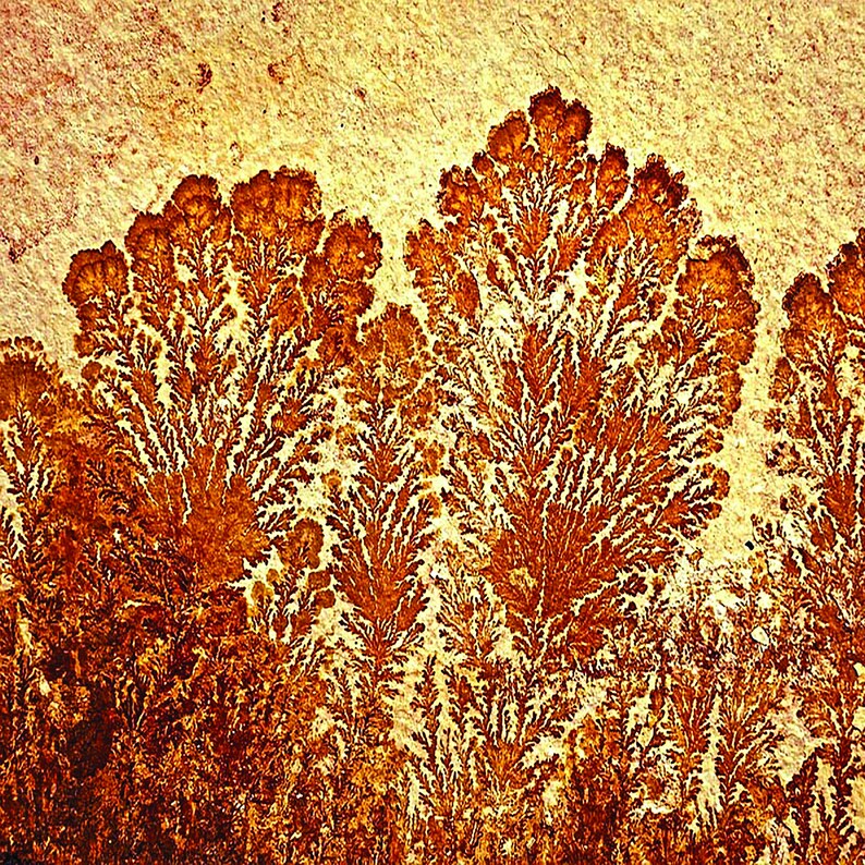 Fossils Premium Digital Paper Printable Scrapbook Paper Set - Etsy