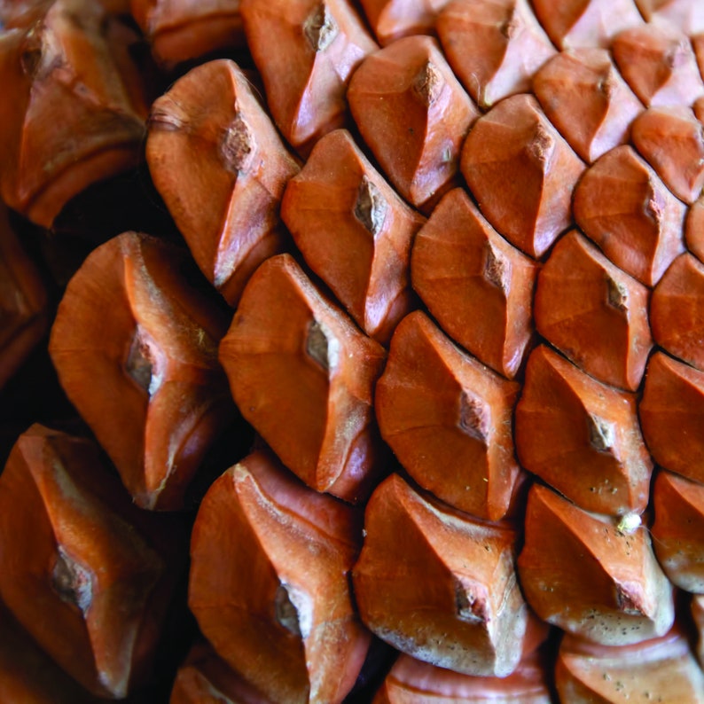 Pine Cones Premium Digital Paper Printable Scrapbook Paper - Etsy