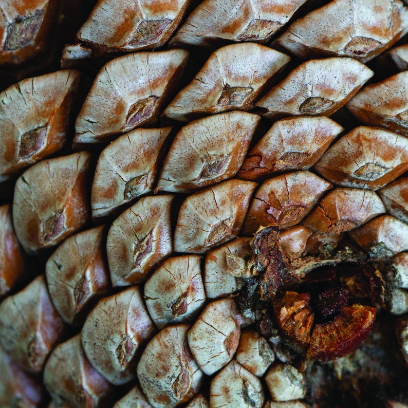 Pine Cones Premium Digital Paper Printable Scrapbook Paper - Etsy