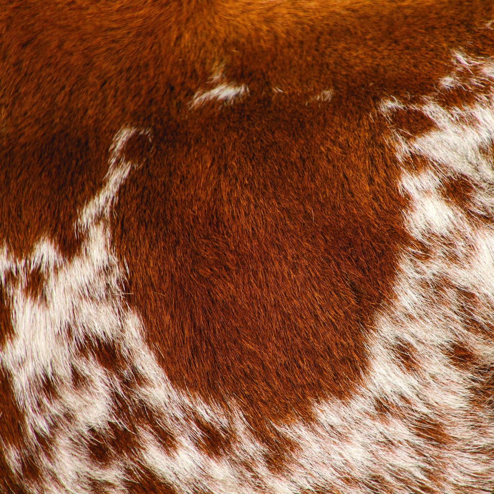 Africa's Beautifully Varied Nguni Cowhide Premium - Etsy