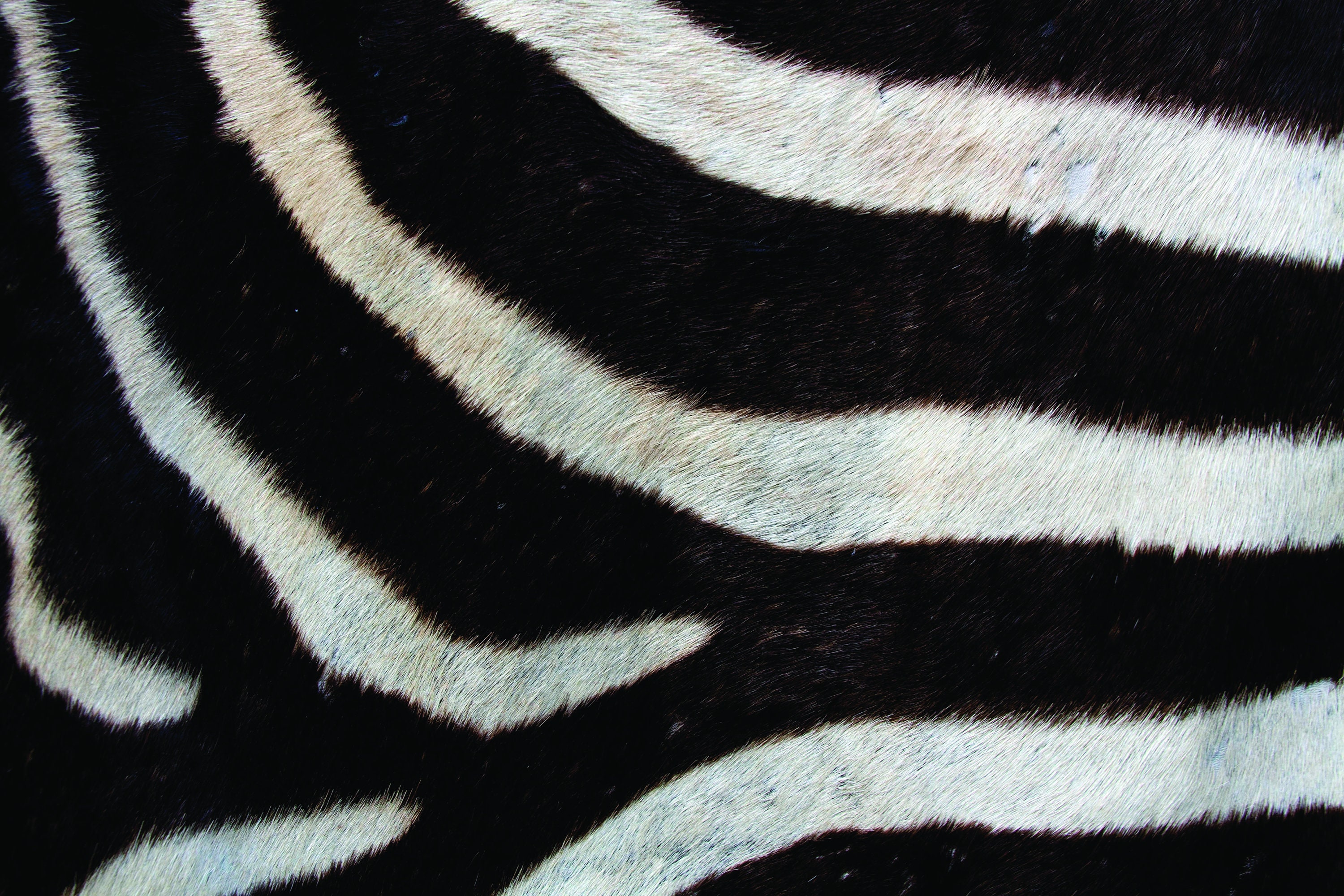 Zebra Premium Digital Paper Printable Scrapbook Paper Set - Etsy