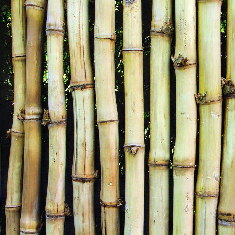 Bamboo Premium Digital Paper Printable Scrapbook Paper Set | Etsy