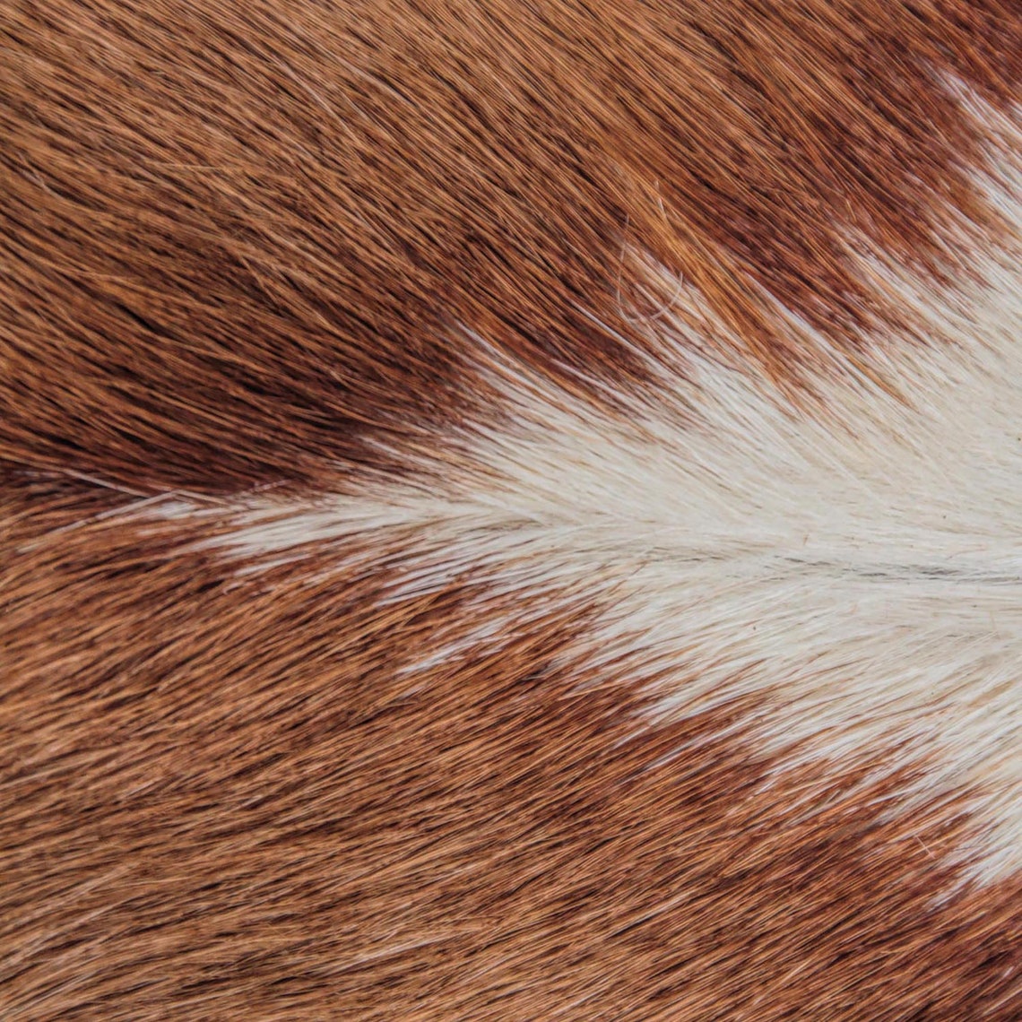 Springbok Hide Premium Digital Paper Printable Scrapbook - Etsy