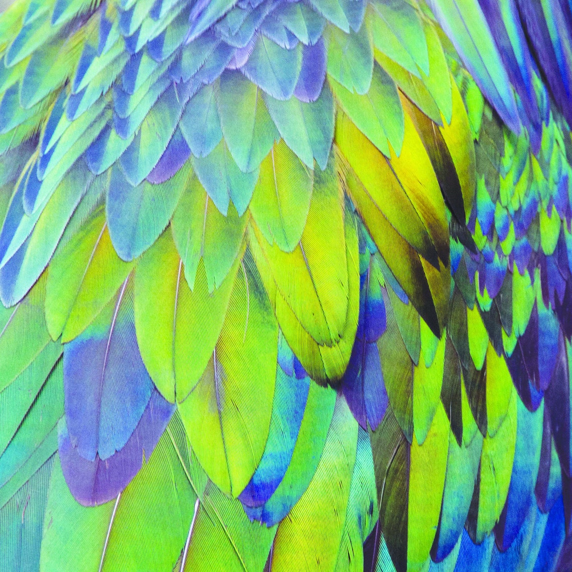 Feathers Premium Digital Paper Printable Scrapbook Paper - Etsy