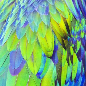 Feathers, Premium Digital Paper, Printable Scrapbook Paper Set, Exotic ...