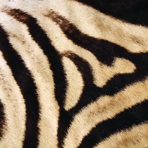 Mixed Animal Hides, Premium Digital Paper, Printable Scrapbook Paper ...