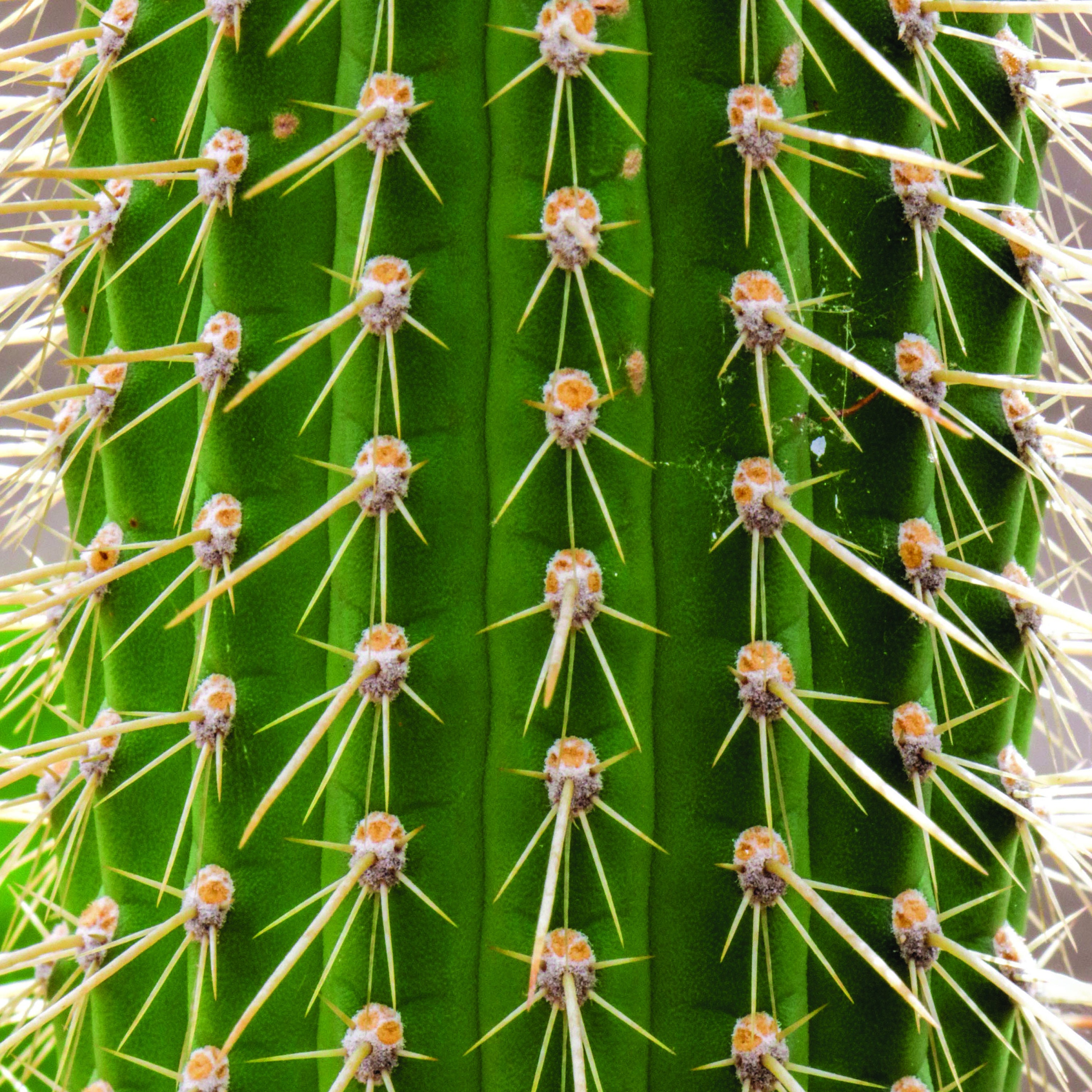 Spiny Cactus, Premium Digital Paper, Printable Scrapbook Paper Set ...