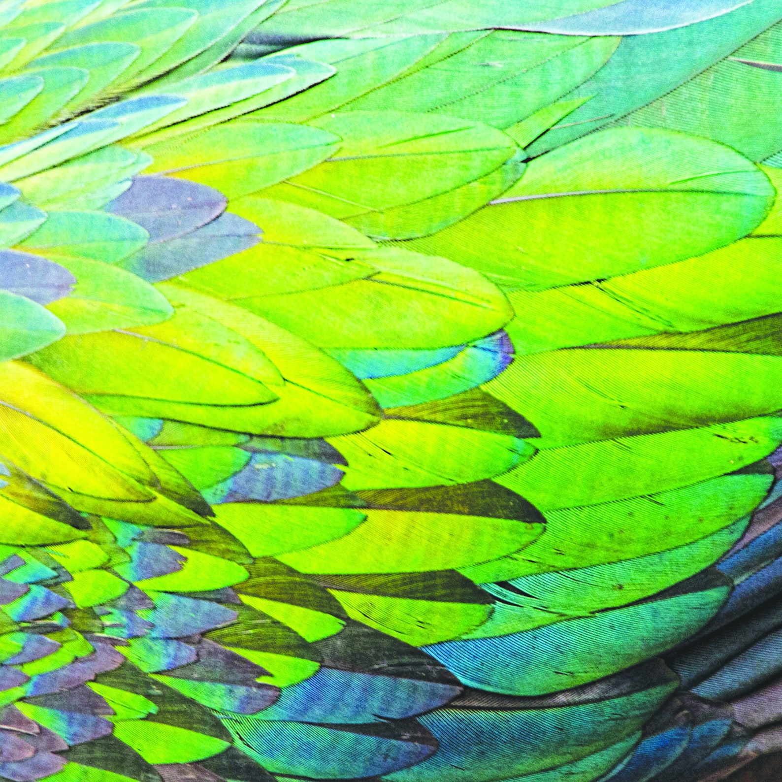 Feathers Premium Digital Paper Printable Scrapbook Paper - Etsy