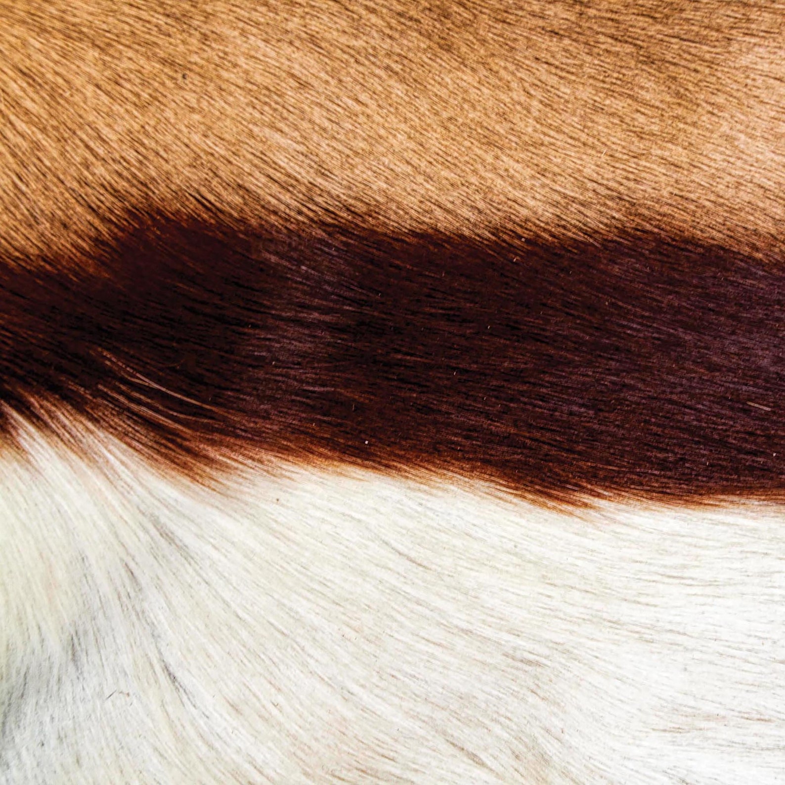 Springbok Hide, Premium Digital Paper, Printable Scrapbook Paper Set ...