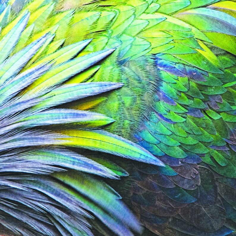 Feathers, Premium Digital Paper, Printable Scrapbook Paper Set, Exotic ...