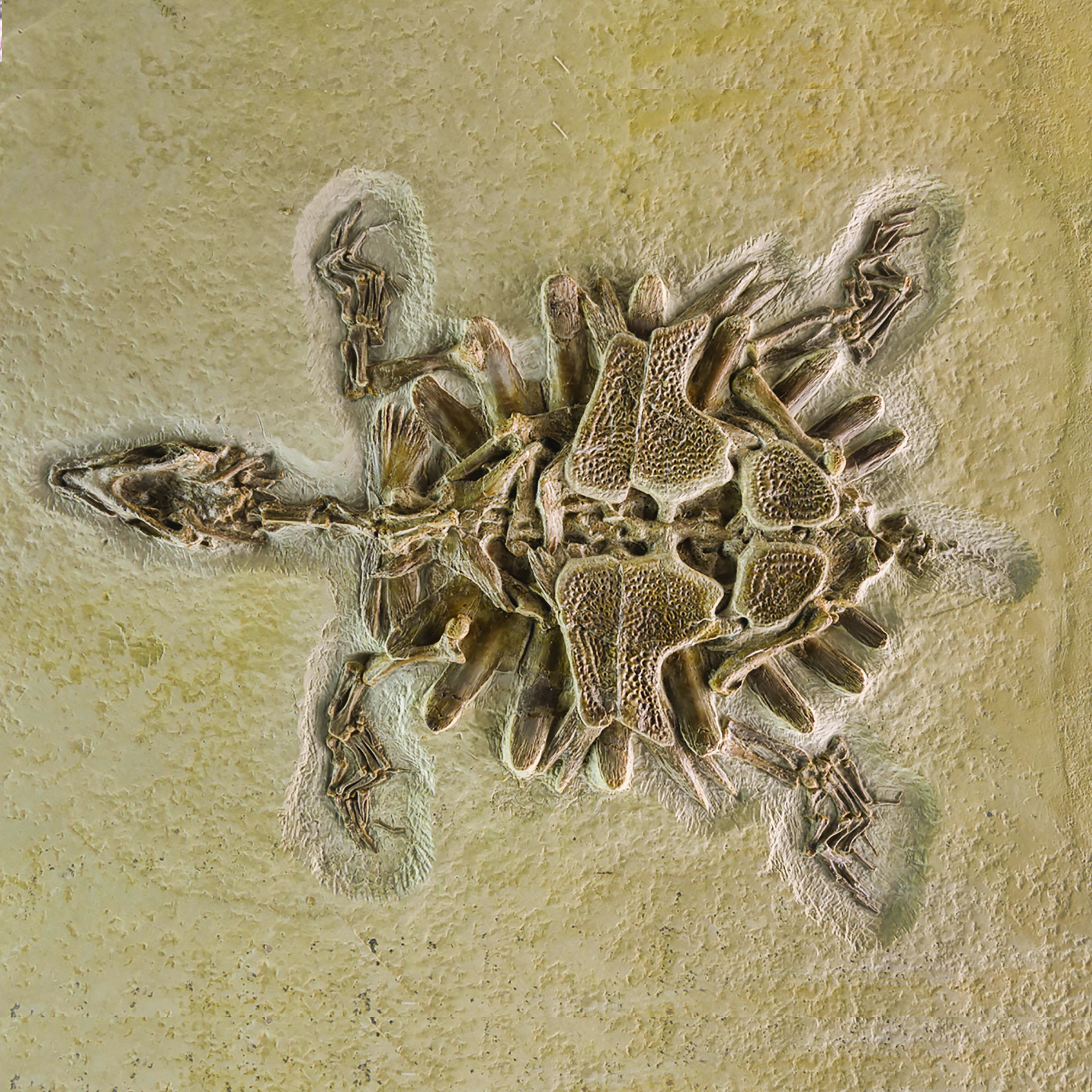 Fossils, Premium Digital Paper, Printable Scrapbook Paper Set, Fossils ...