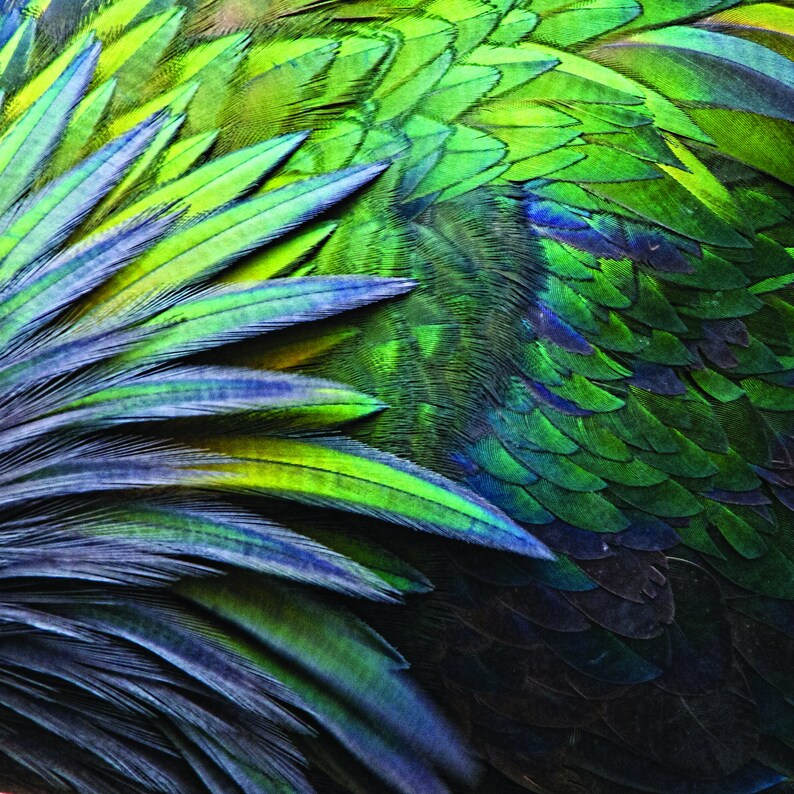 Feathers, Premium Digital Paper, Printable Scrapbook Paper, Feathers ...