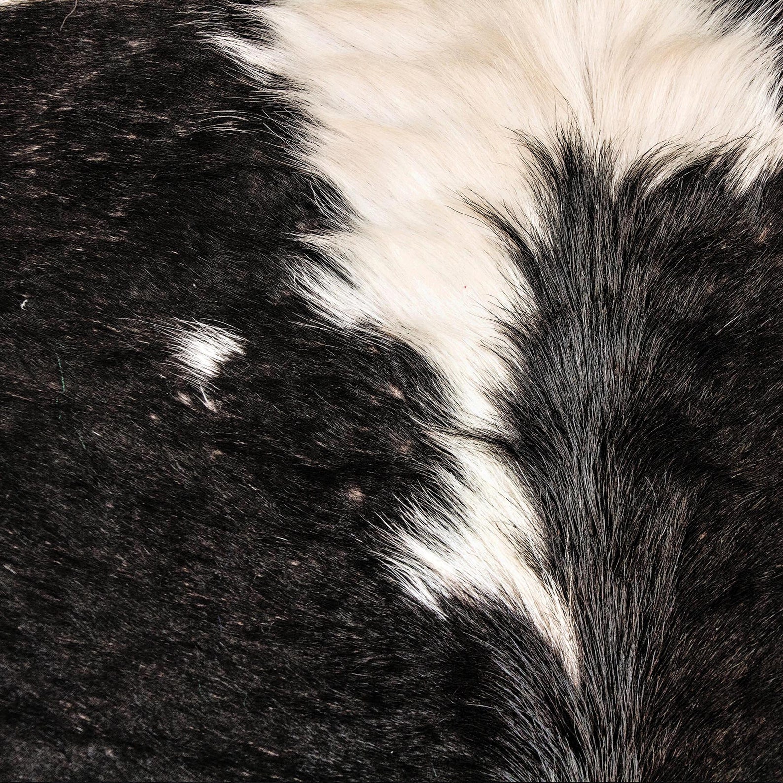 Friesian Cowhide Premium Digital Paper, Printable Scrapbook Paper Set ...