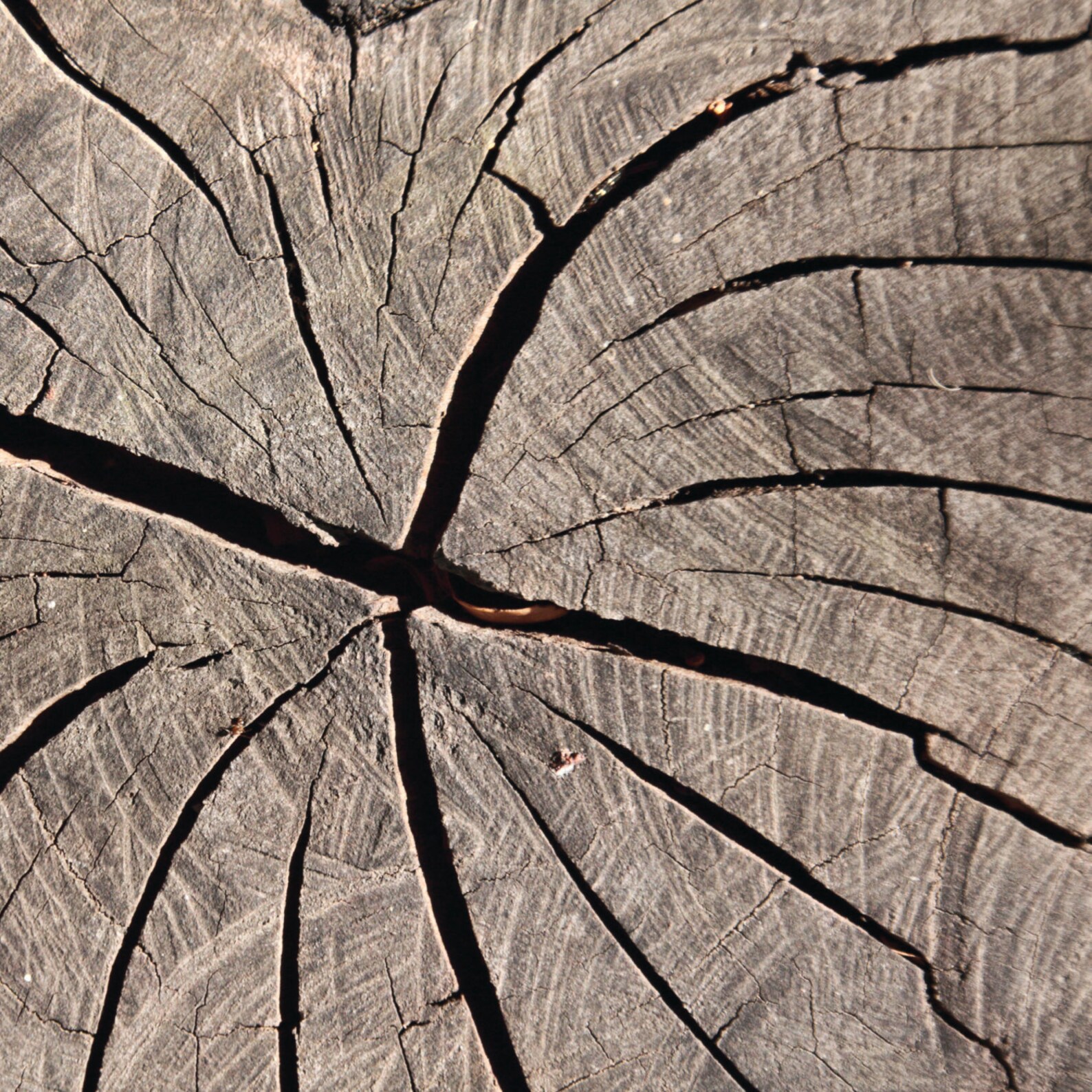 Distressed Timber, Printable Scrapbook Paper Set, Premium Digital Paper ...