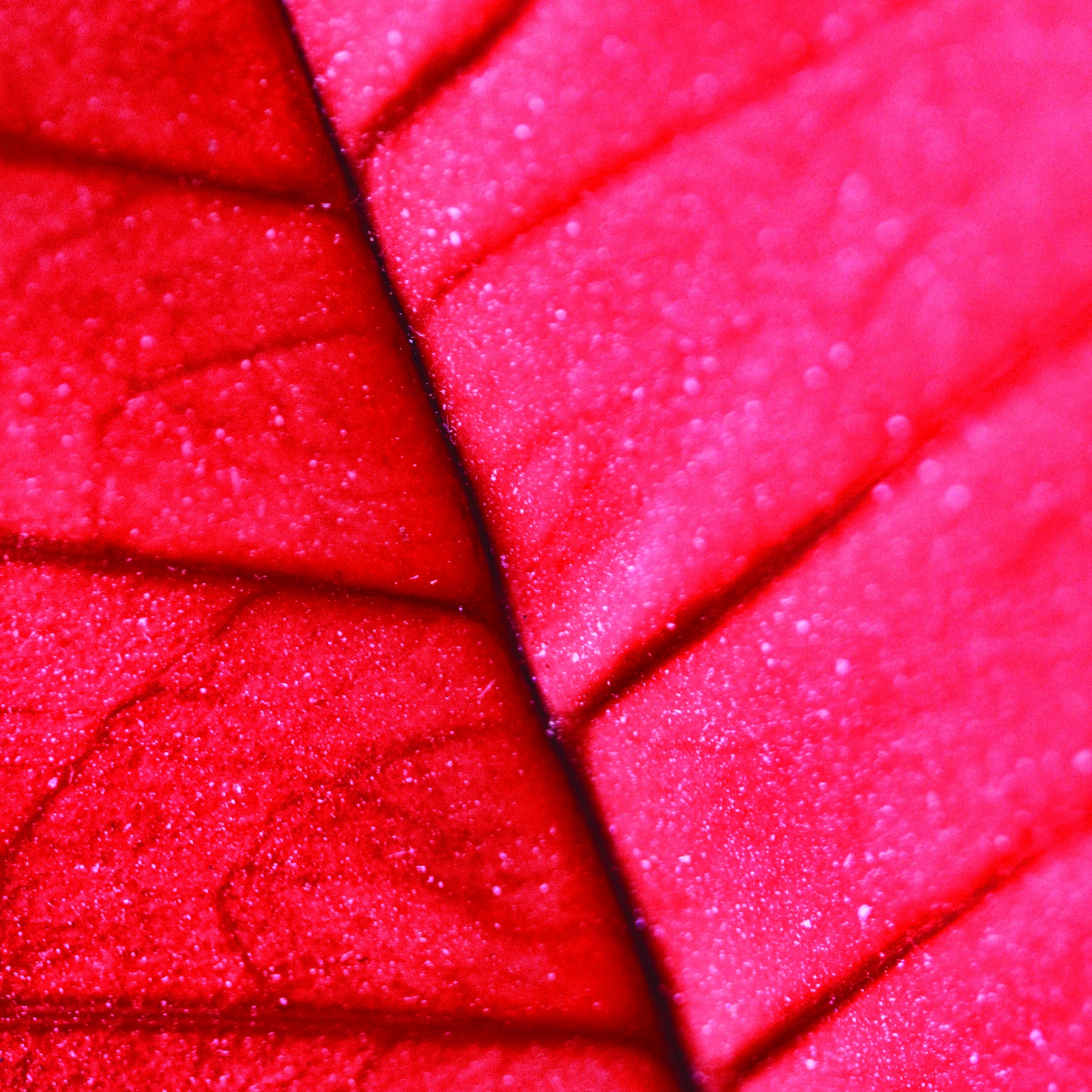 Leaf Mix Premium Digital Paper Printable Scrapbook Paper - Etsy