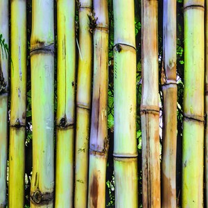 Bamboo, Premium Digital Paper, Printable Scrapbook Paper Set, Bamboo ...