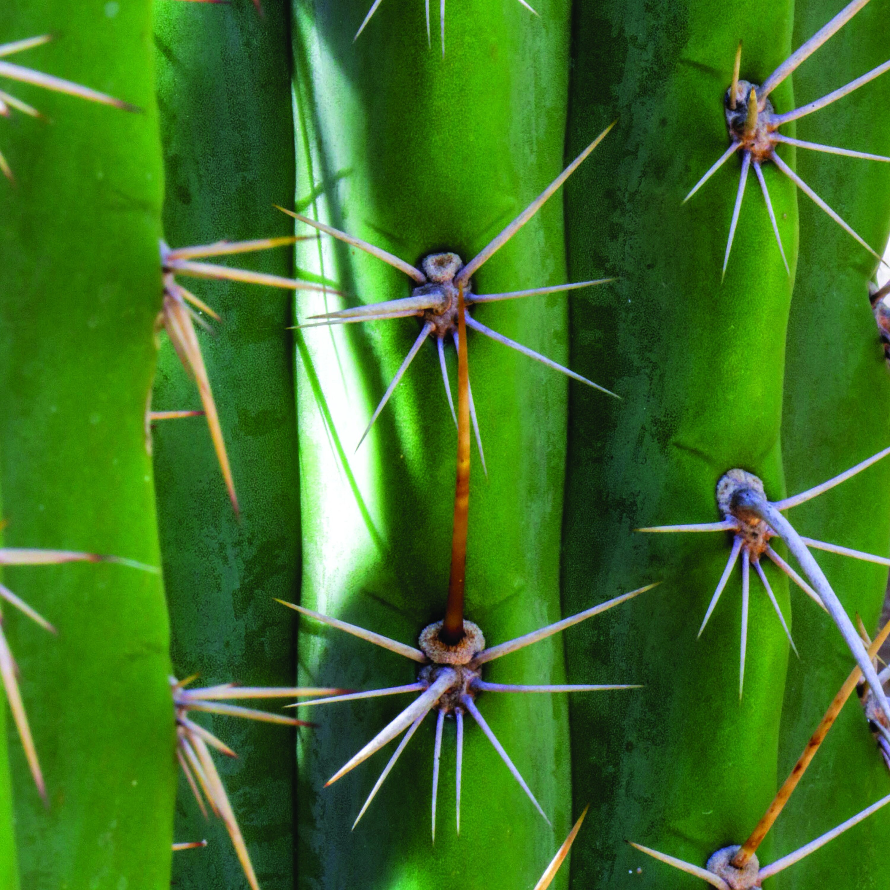 Spiny Cactus, Premium Digital Paper, Printable Scrapbook Paper Set ...