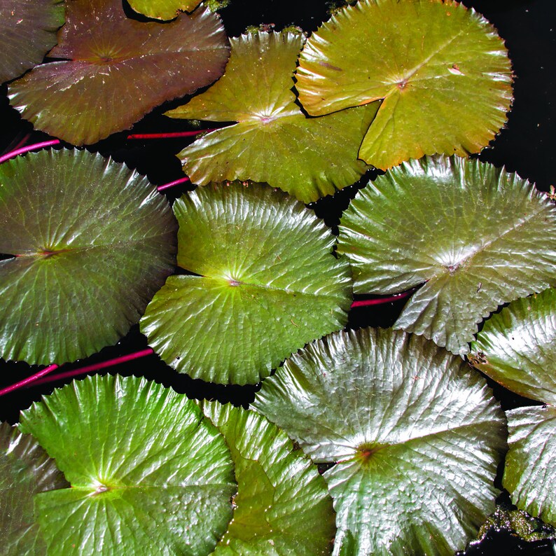 Lily Pads Digital Paper Premium Printable Scrapbook Paper - Etsy