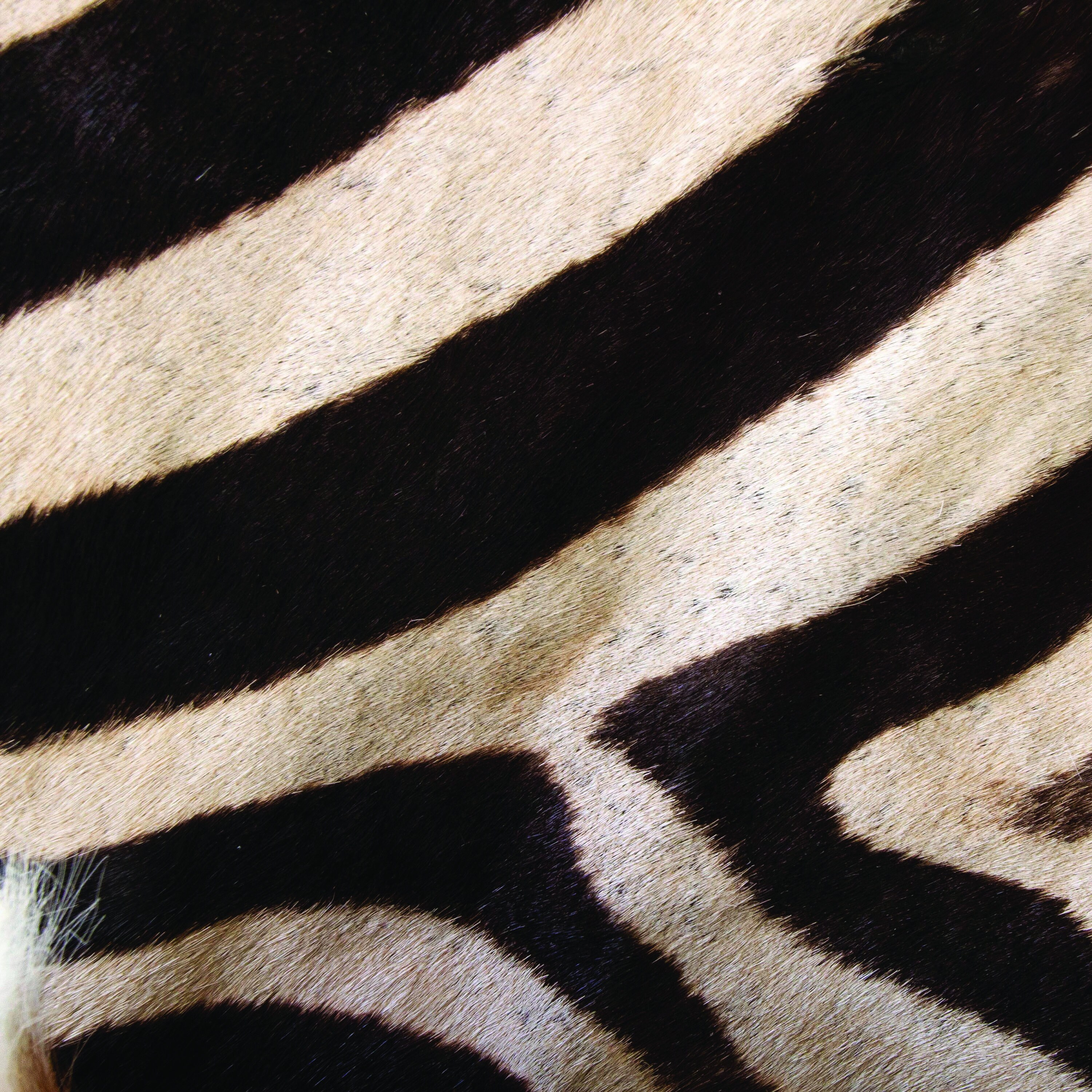 Zebra Premium Digital Paper Printable Scrapbook Paper Set - Etsy