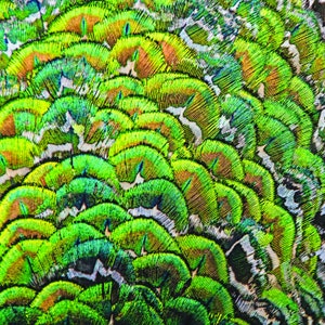 Feathers, Premium Digital Paper, Printable Scrapbook Paper, Feathers ...