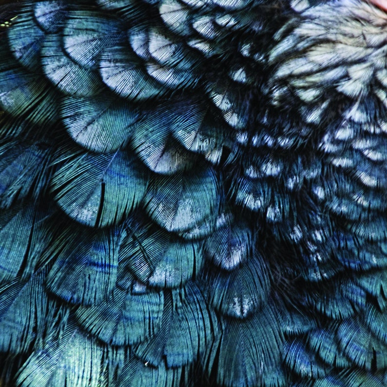 Feathers, Premium Digital Paper, Printable Scrapbook Paper, Feathers ...