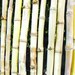 Bamboo, Premium Digital Paper, Printable Scrapbook Paper Set, Bamboo ...