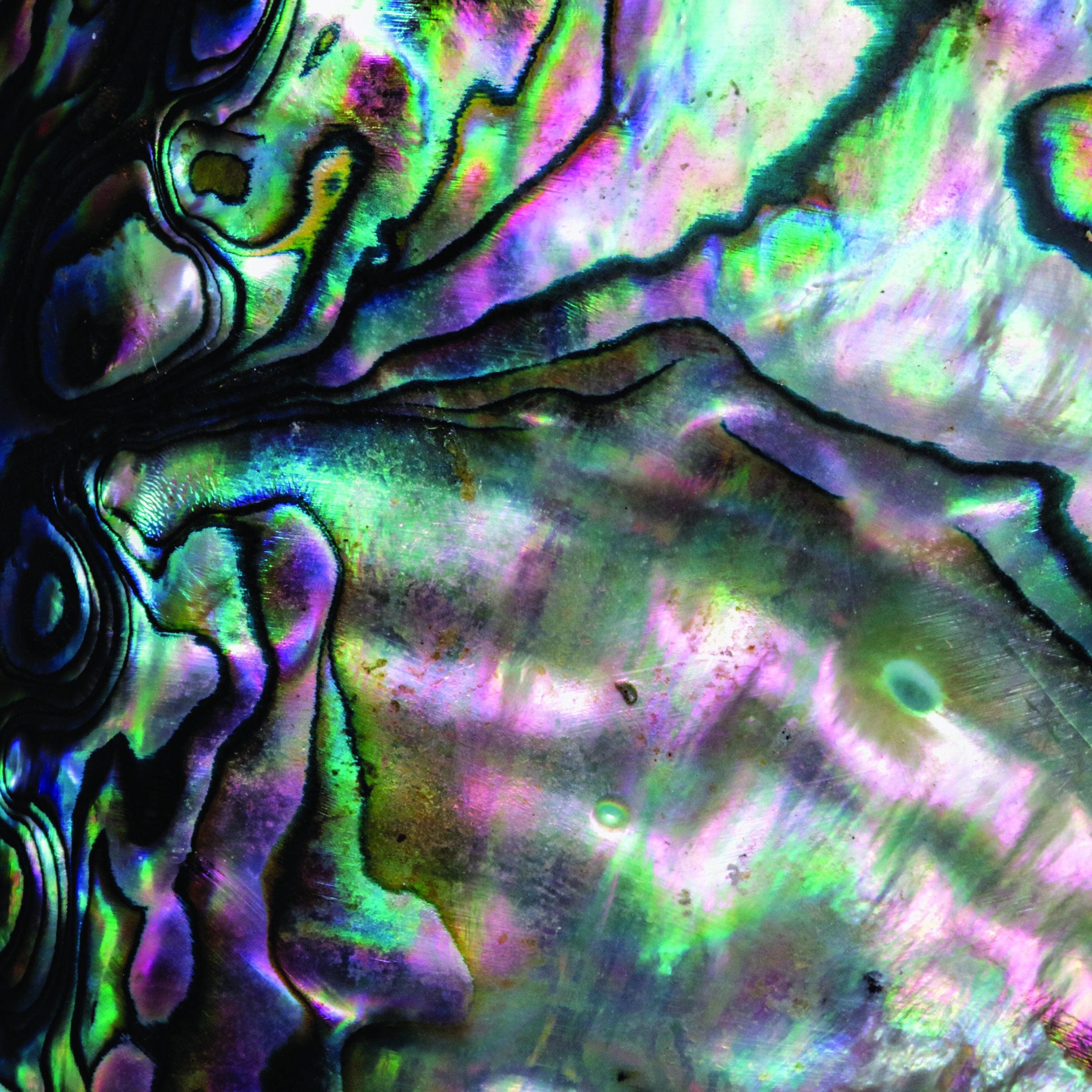 Mother of Pearl, Pāua Shell Abalone Premium Digital Paper, Printable ...