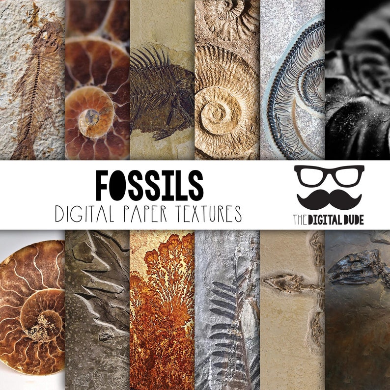 Fossils Digital Paper: Printable Texture Set (instant Download) - Etsy