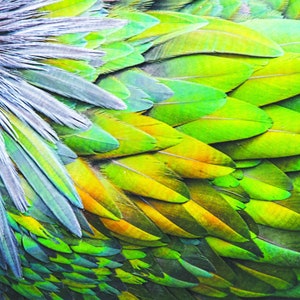 Feathers, Premium Digital Paper, Printable Scrapbook Paper Set, Exotic ...