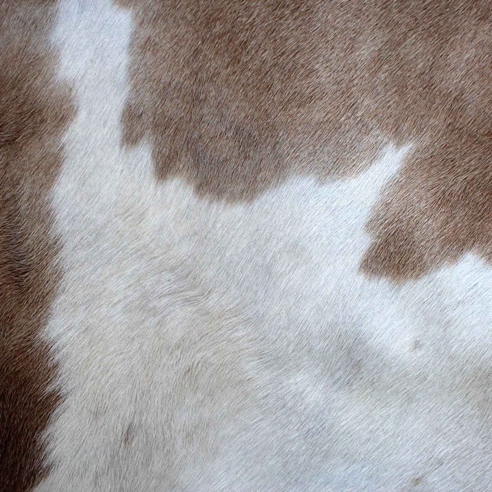 Ayrshire Cowhide Premium Digital Paper Printable Scrapbook - Etsy