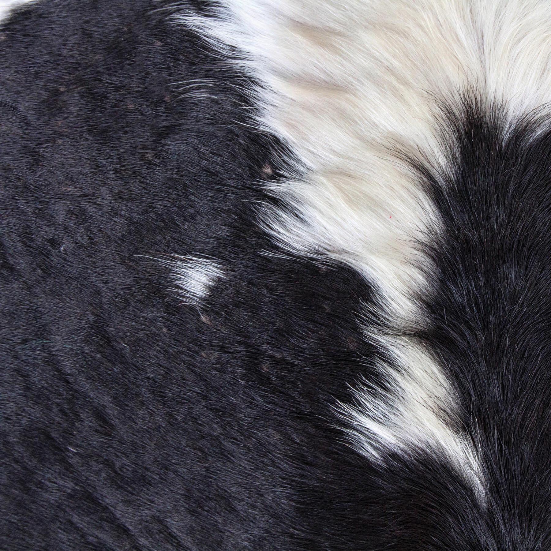 Friesian Cowhide Premium Digital Paper, Printable Scrapbook Paper Set ...