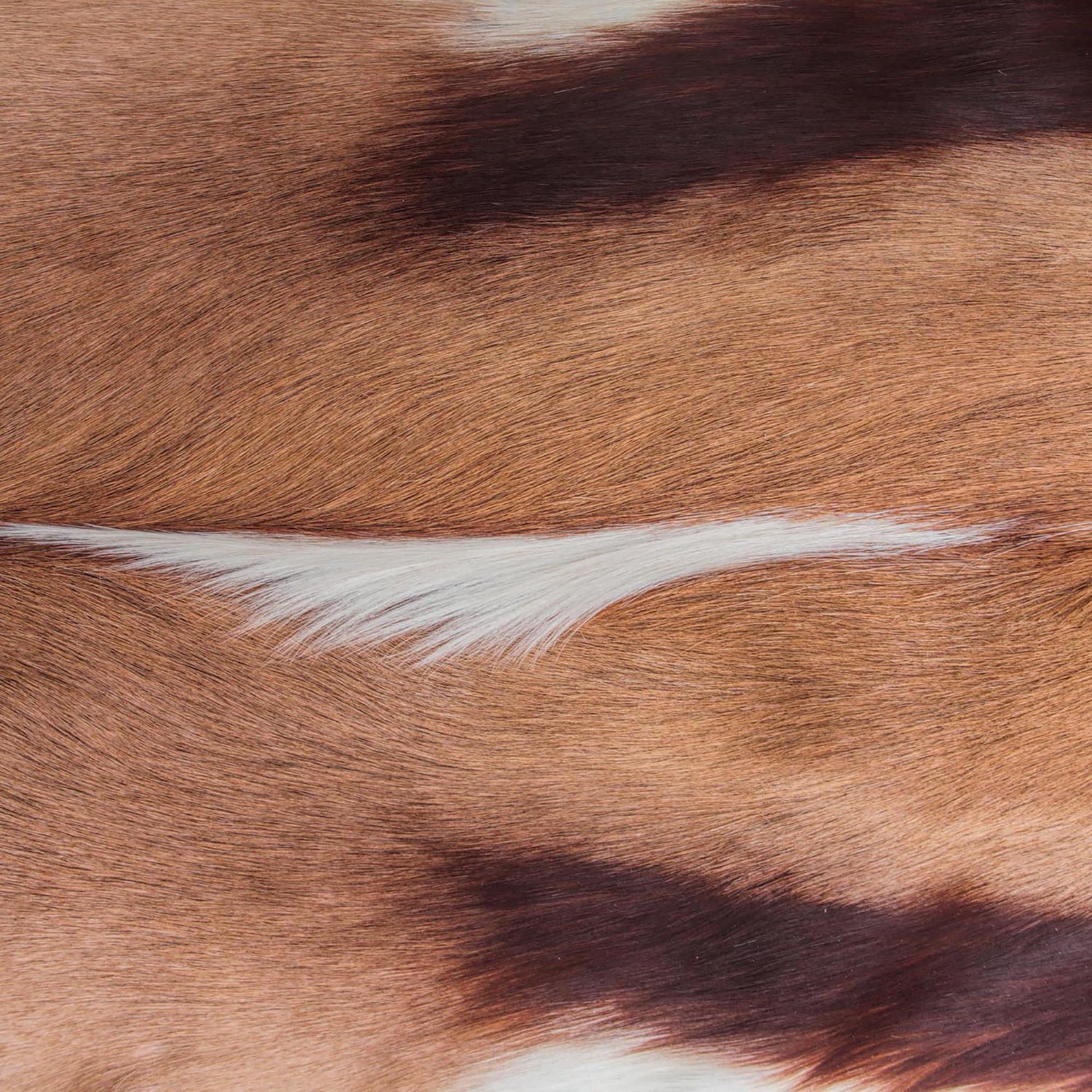 Springbok Hide, Premium Digital Paper, Printable Scrapbook Paper Set ...