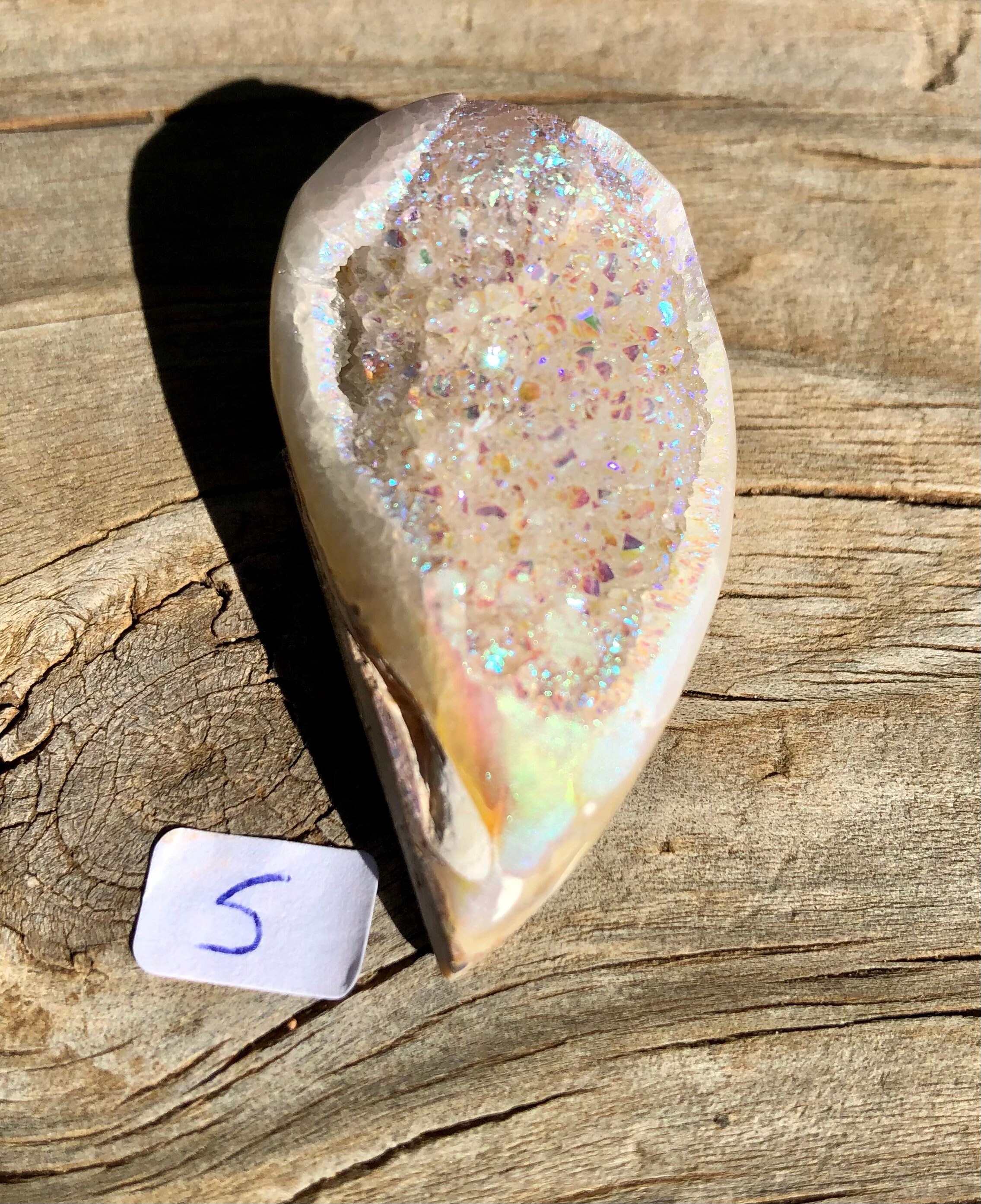 Opal Aura Fossil Shell from India | Etsy