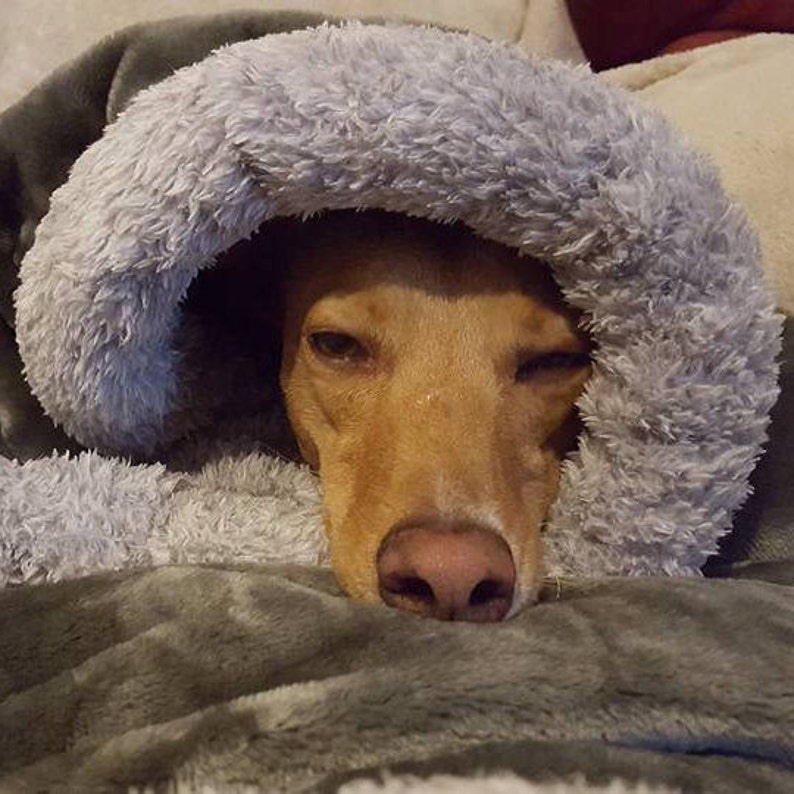 Deluxe Dog Snuggle Sack/ Dog Bed/dog Blanket/ Dog Sleeping - Etsy