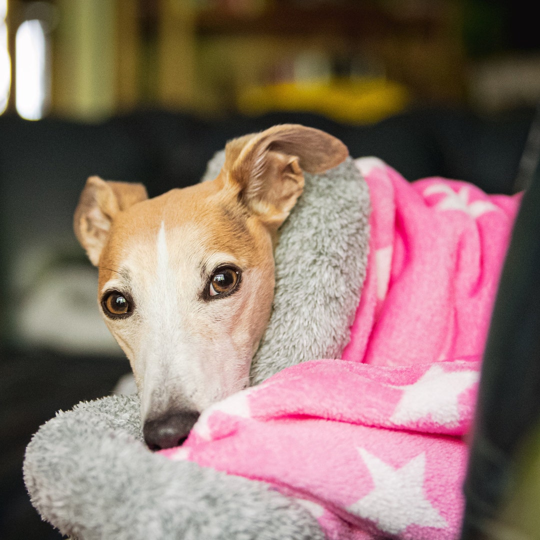 Luxury Dog Snuggle Sack/dog Blanket/dog Bed/ Dog Snuggle - Etsy