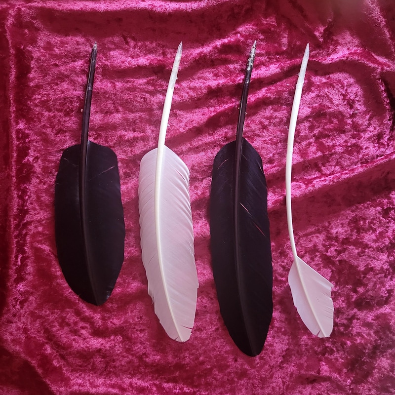 Feather Quills - Etsy