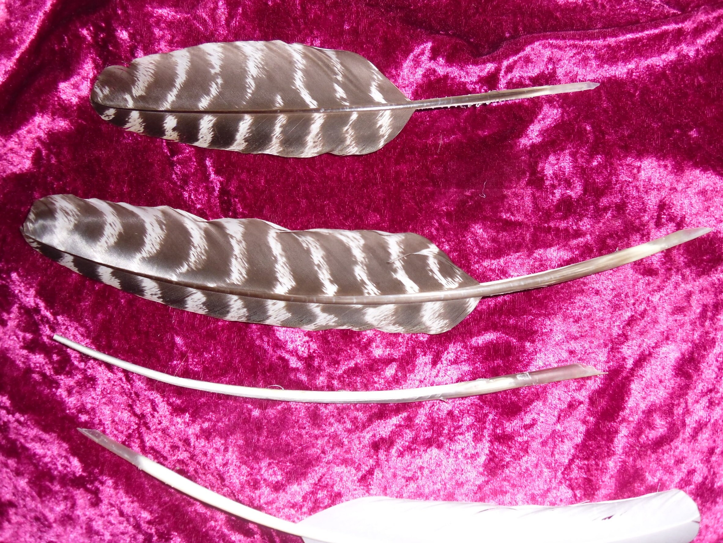 Handcut Feather Quill Dip Pen Cut to Order - Etsy