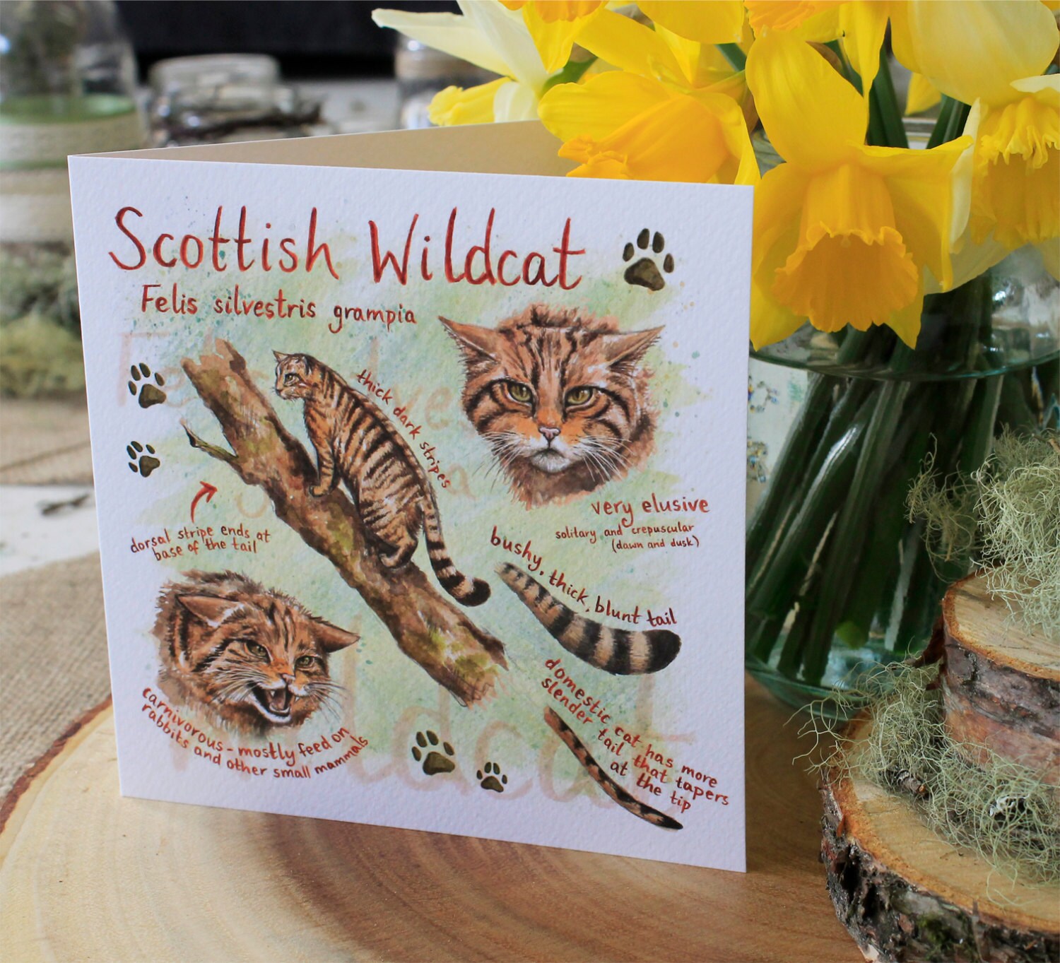 Scottish Wildcat Greeting Card Birthday / Anniversary / - Etsy UK