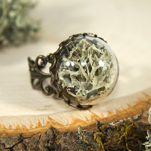 Lichen Terrarium - Etsy