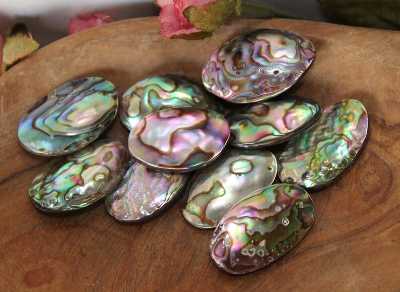 Beautiful Abalone Shells 3 Sizes From 25mm to 37mm Verticle - Etsy