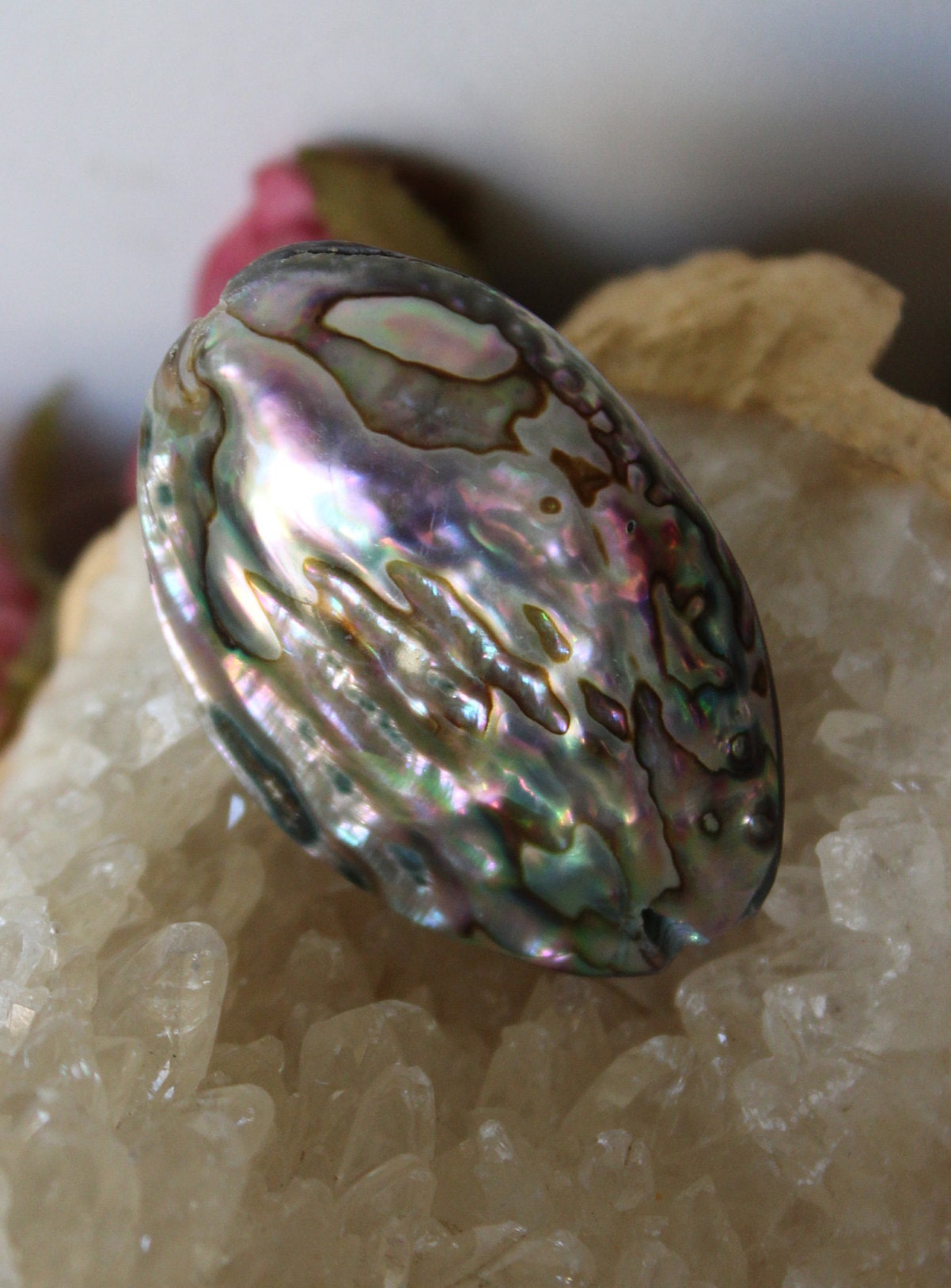 Beautiful Abalone Shells 3 Sizes From 25mm to 37mm Verticle | Etsy