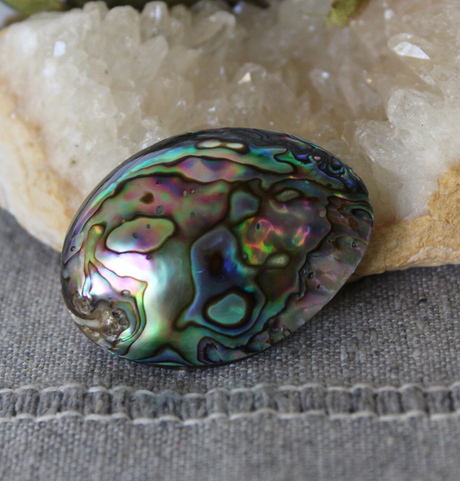 Beautiful Abalone Shells 3 Sizes From 25mm to 37mm Verticle | Etsy